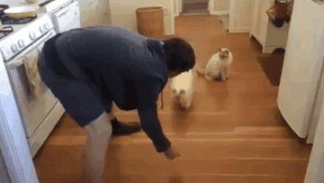 This Video Of A Cat Sliding Across The Floor Proves That Cats Really ...