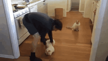 This Video Of A Cat Sliding Across The Floor Proves That Cats Really ...