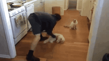 This Video Of A Cat Sliding Across The Floor Proves That Cats Really ...