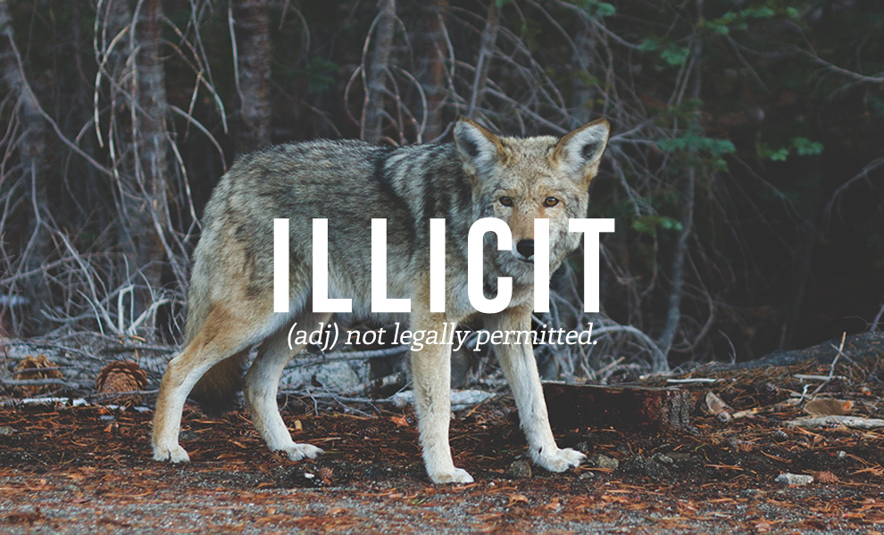 38 Most Beautiful English Words