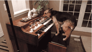 This Dog Is A Musical Genius That Can Play The Piano Like It Ain't No Thing