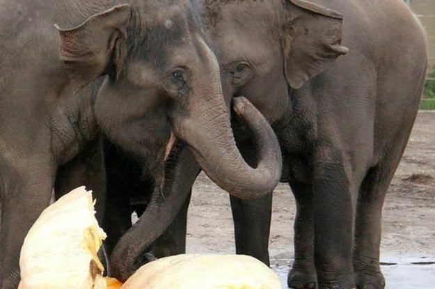 These Elephants Had The Most Radical Snacktime Party