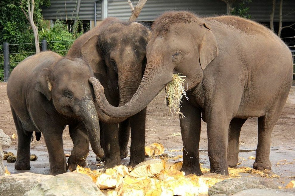These Elephants Had The Most Radical Snacktime Party