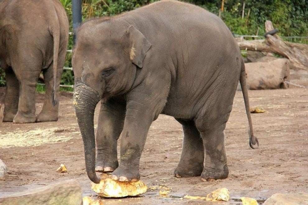 These Elephants Had The Most Radical Snacktime Party