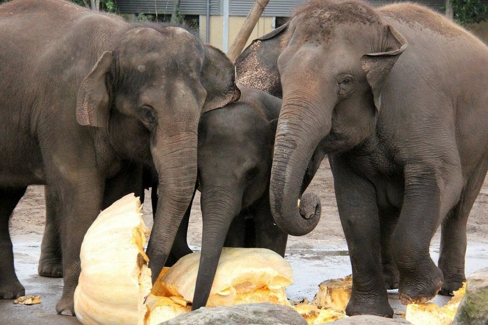 These Elephants Had The Most Radical Snacktime Party