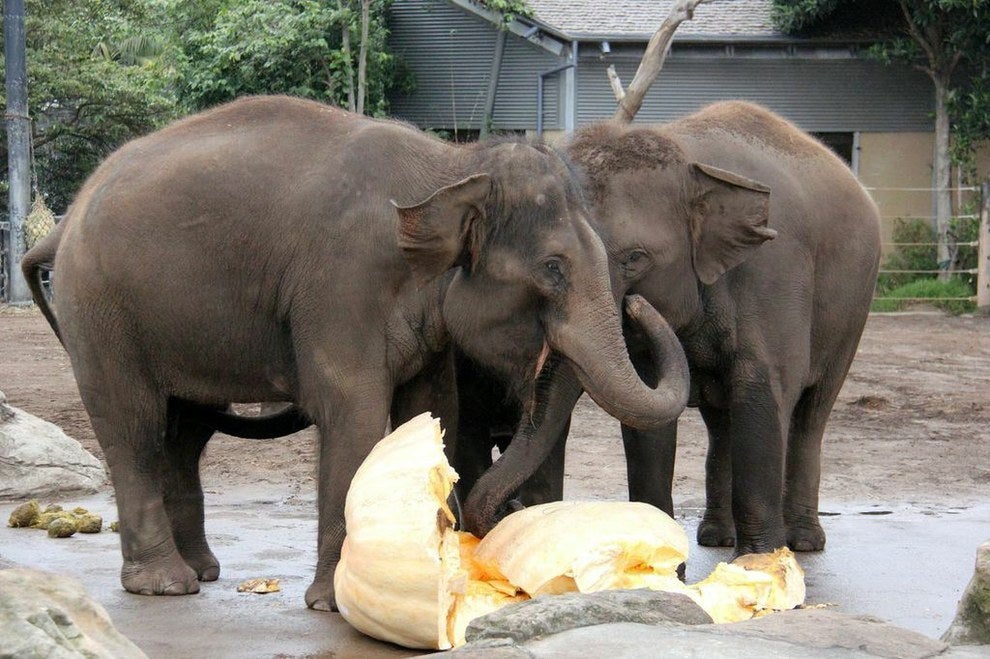 These Elephants Had The Most Radical Snacktime Party