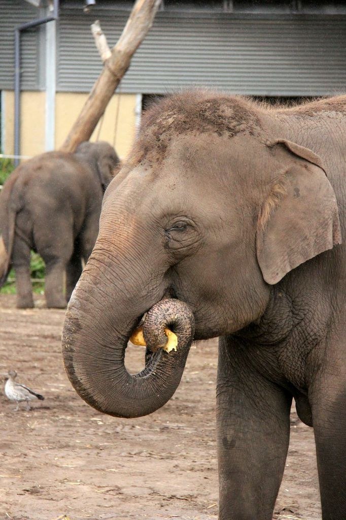 These Elephants Had The Most Radical Snacktime Party
