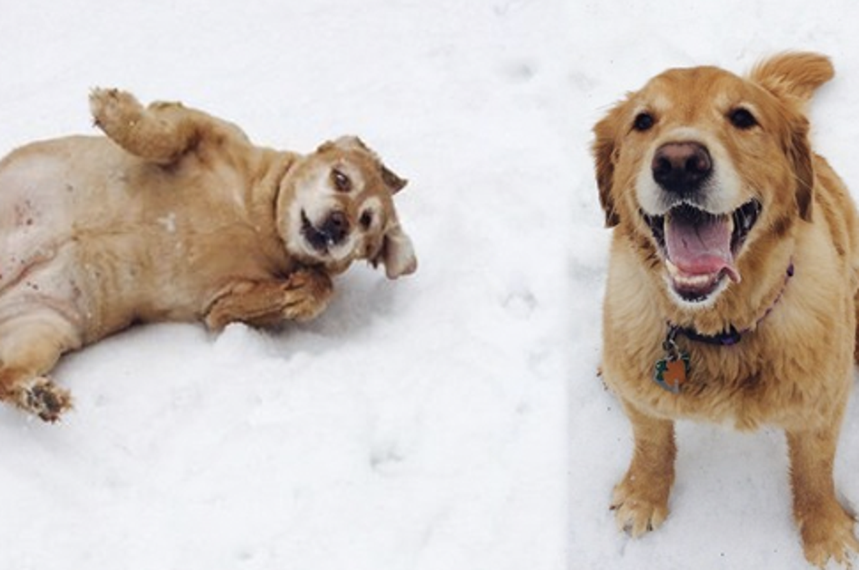 Which Dog Are You Today?