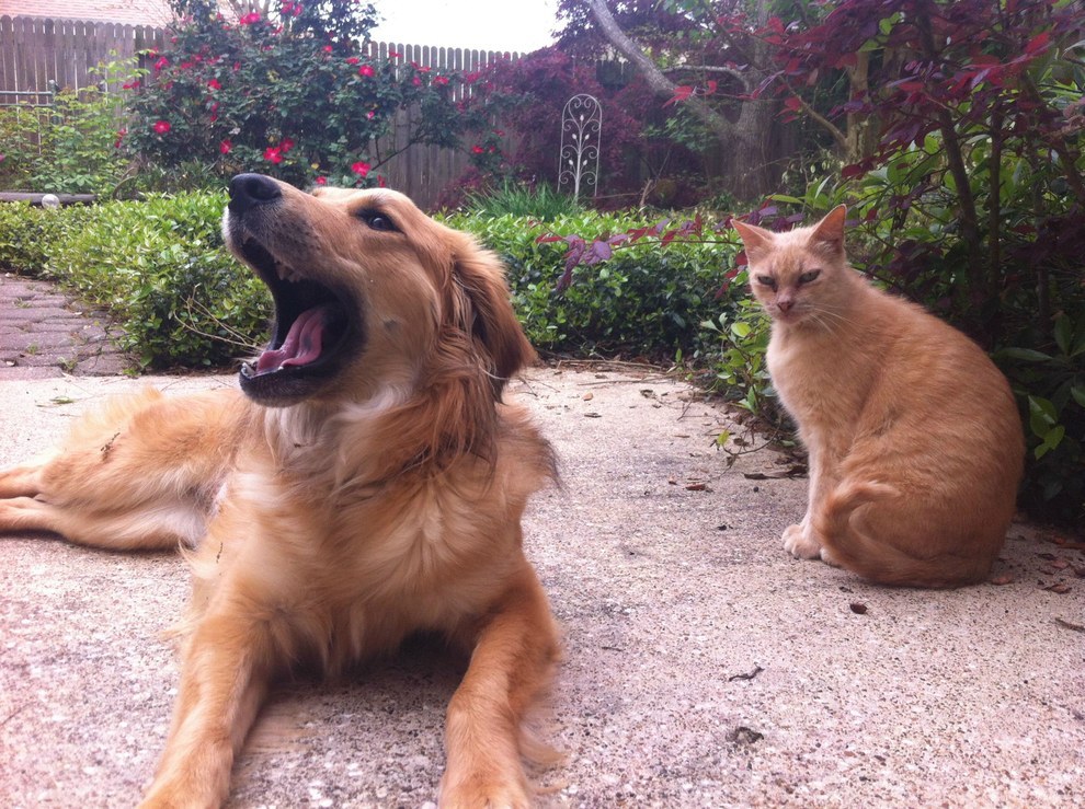 18 Cats Who Really Need The Weekend