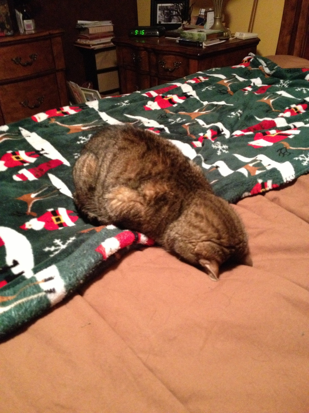 18 Cats Who Really Need The Weekend