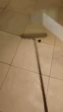 This Guy Tried To Kill A Giant Spider And It Exploded Into A Bunch Of ...