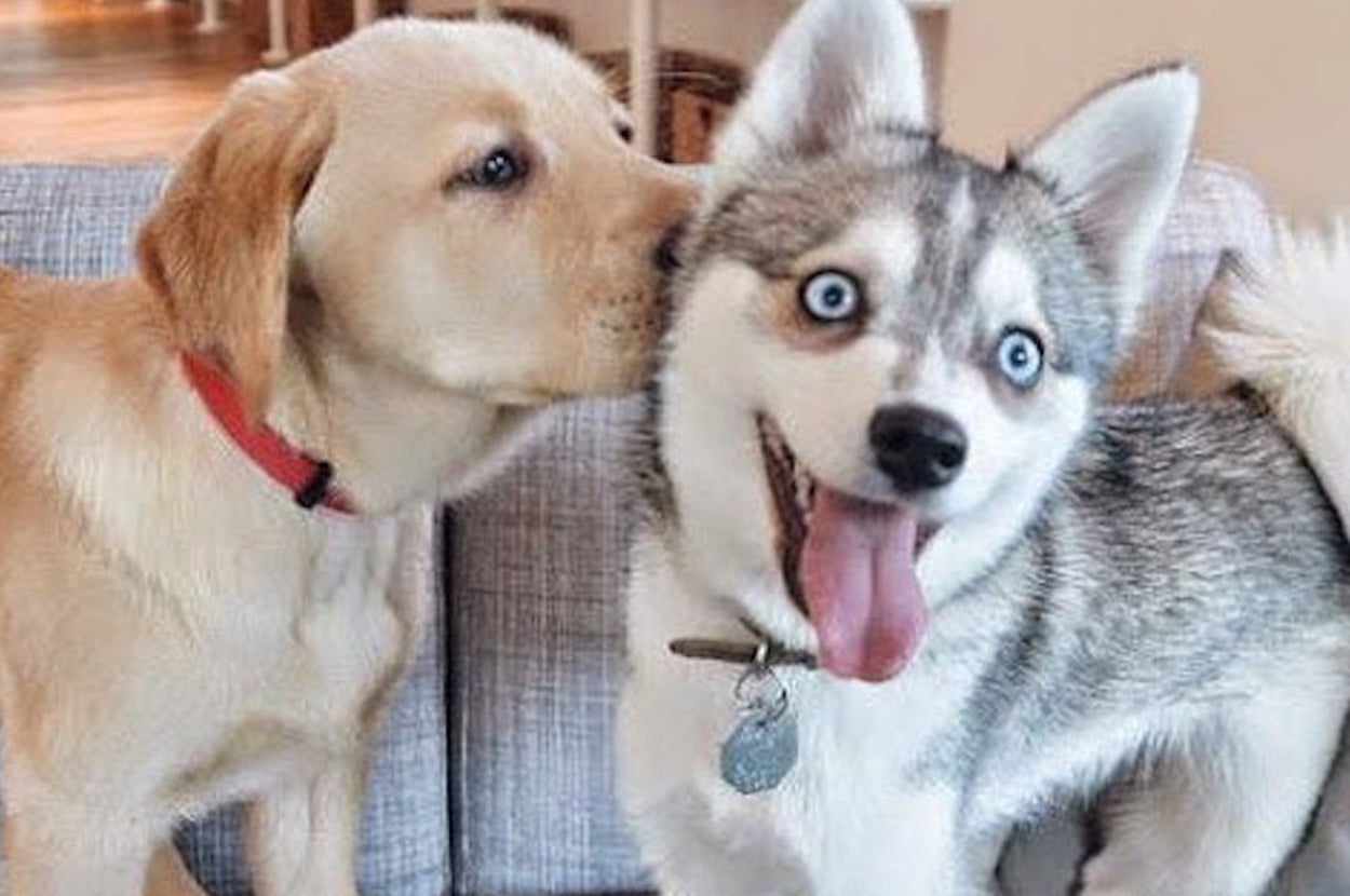 22 Dog Best Friends Who Love Each Other A Lot