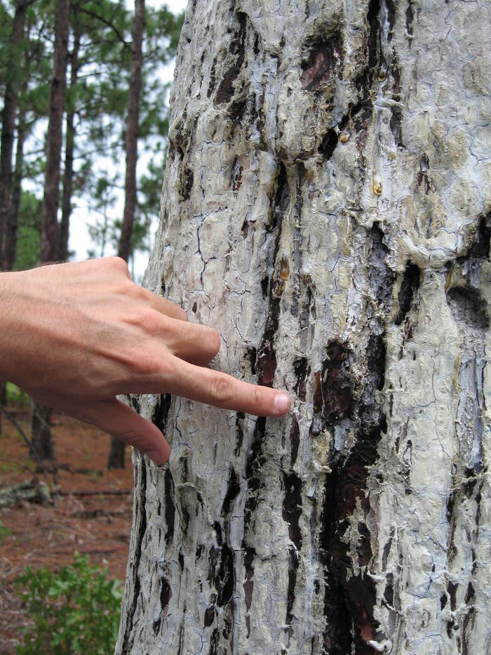 Is Your State Tree The Sexiest? #ArborDay