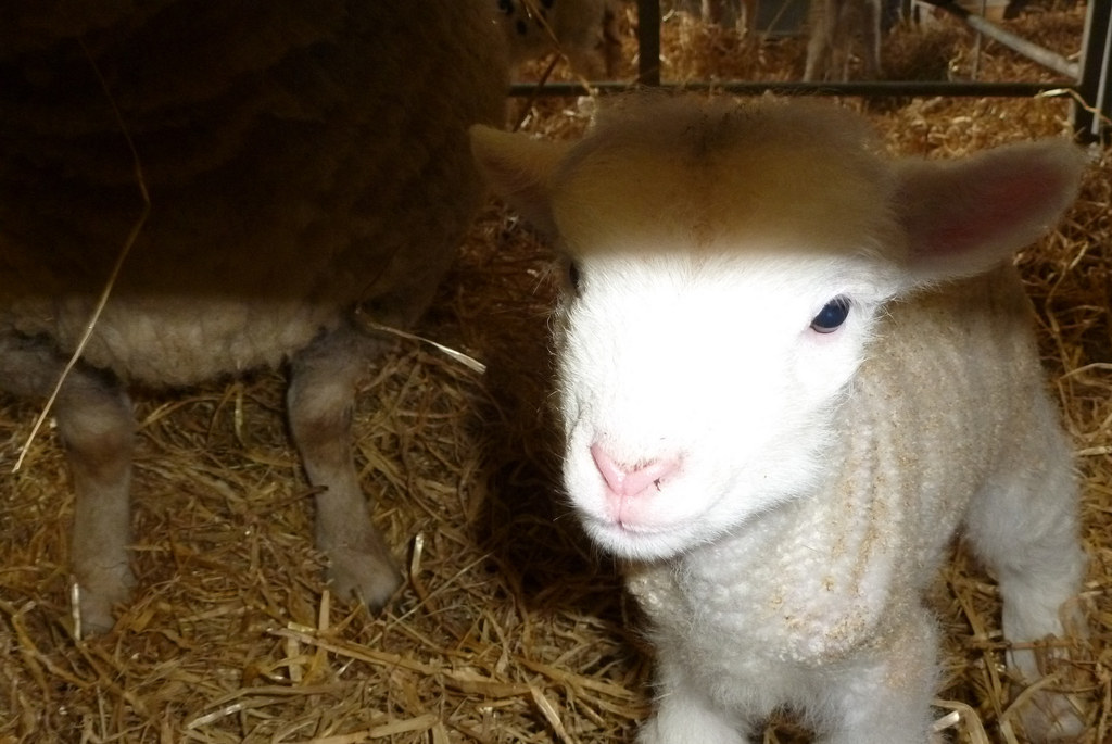 35 Photos Of Lambs Loving Life During Their First Ever Spring