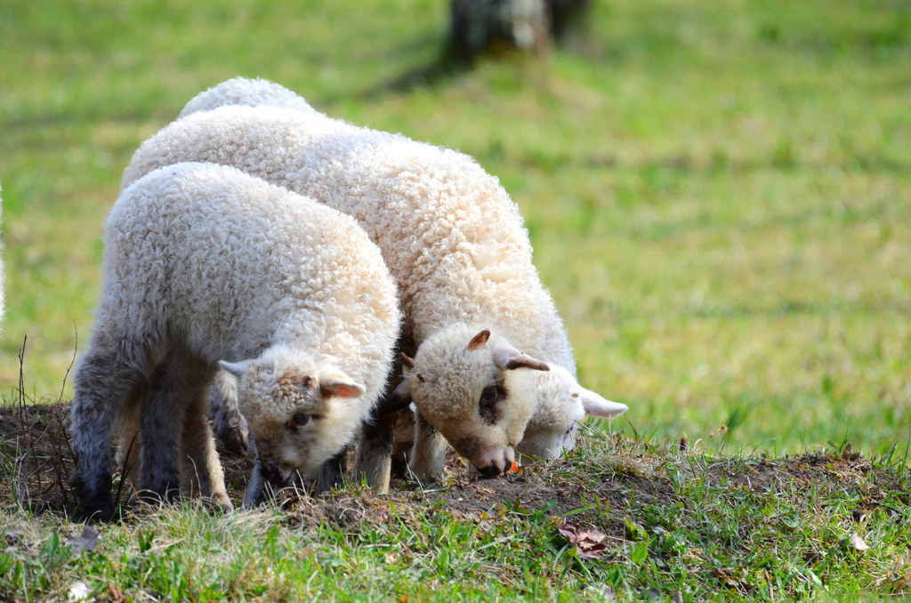 35 Photos Of Lambs Loving Life During Their First Ever Spring