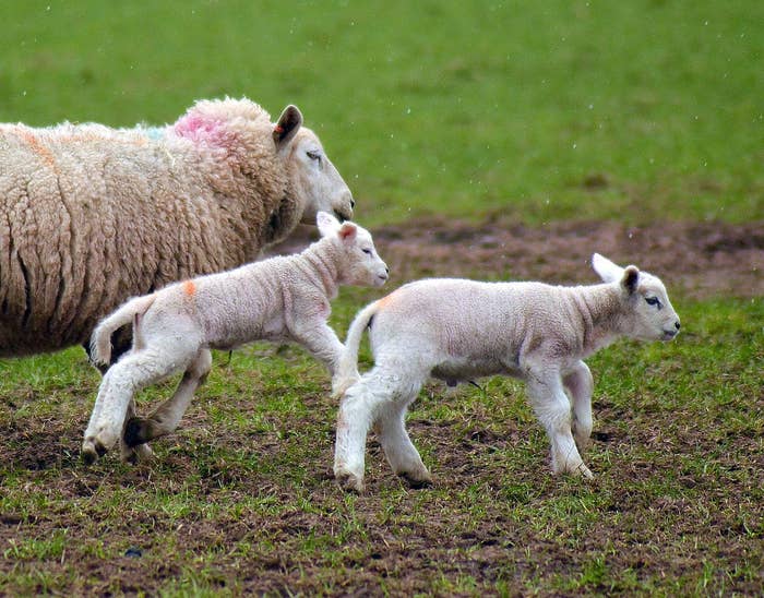 35 Photos Of Lambs Loving Life During Their First Ever Spring