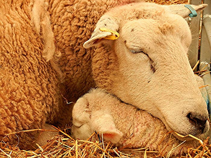 35 Photos Of Lambs Loving Life During Their First Ever Spring