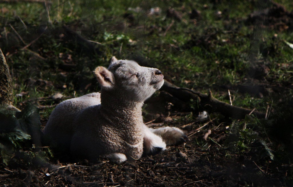 35 Photos Of Lambs Loving Life During Their First Ever Spring