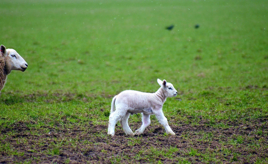 35 Photos Of Lambs Loving Life During Their First Ever Spring