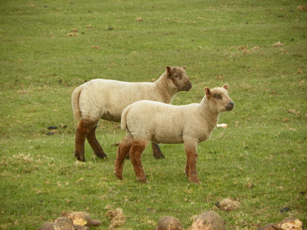 35 Photos Of Lambs Loving Life During Their First Ever Spring
