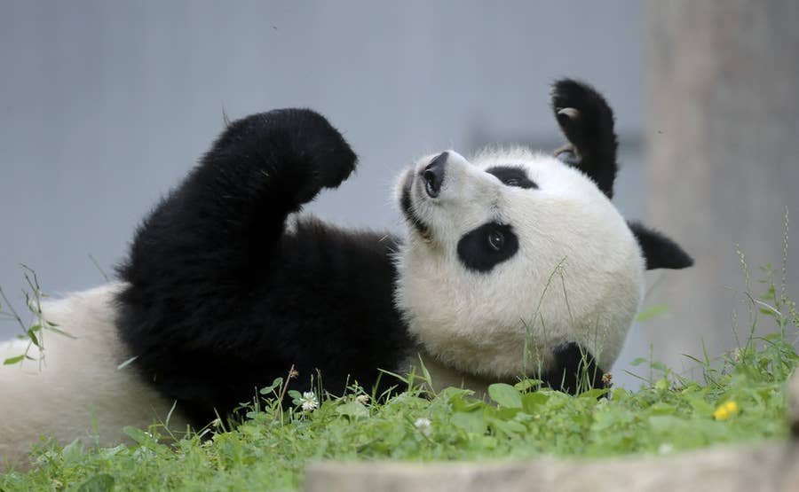 panda creative commons