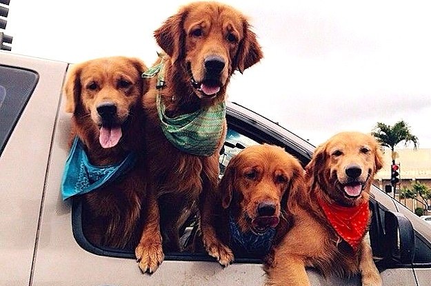 29 Times Dogs Perfectly Summed Up Your Squad Goals