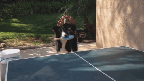 It's Friday So Here's An Adorable Dog Playing Ping Pong
