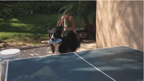 It's Friday So Here's An Adorable Dog Playing Ping Pong