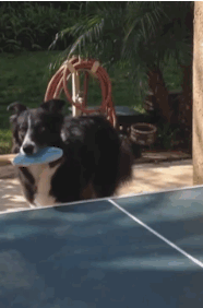 It’s Friday So Here’s An Adorable Dog Playing Ping Pong