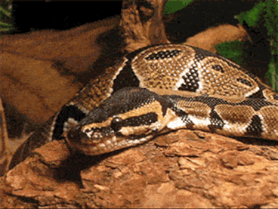 Queensland Police Have Accidentally Released A Predatory Snake