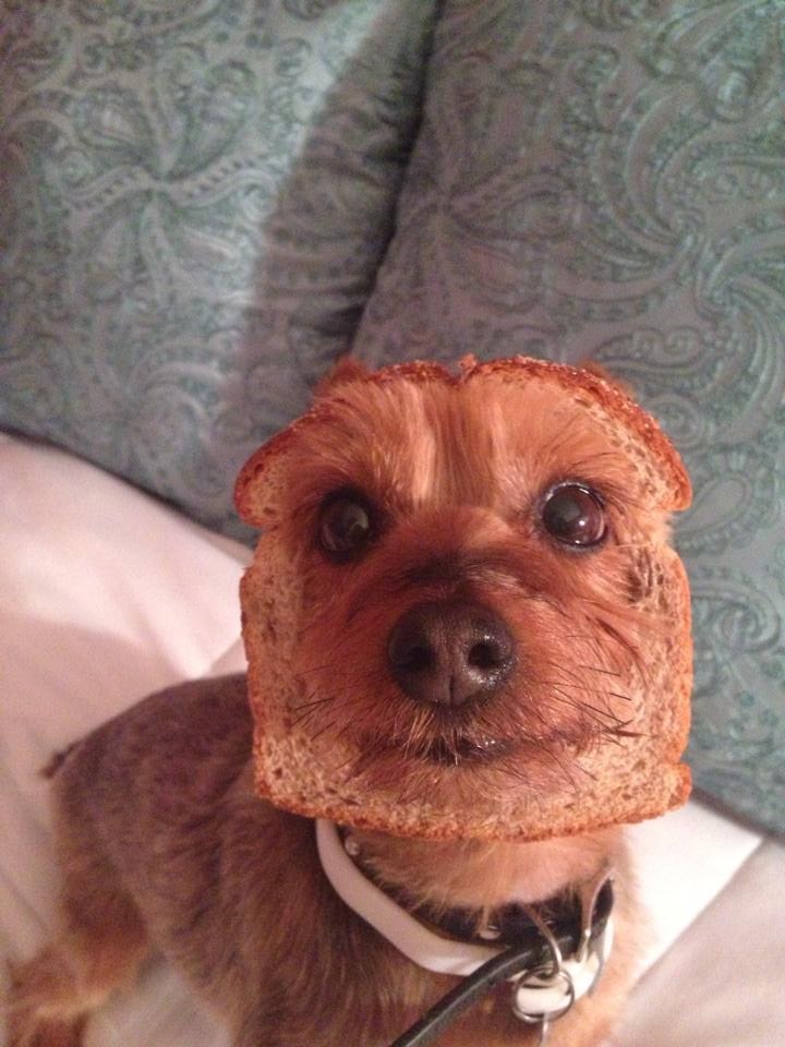 16 Dogs Who Really, Really Want Bread Again