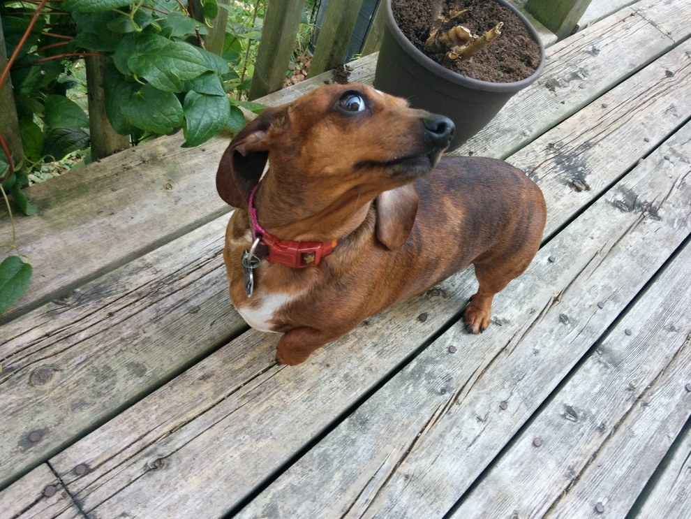 16 Dogs Who Really, Really Want Bread Again