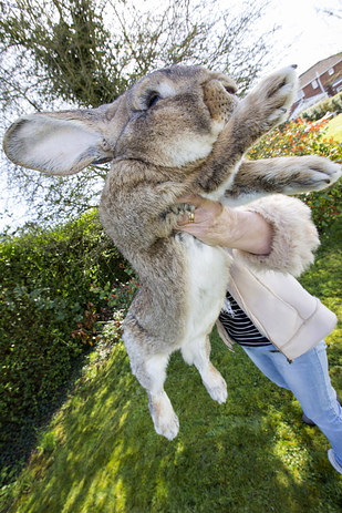 The Biggest Rabbit In The World Has A Son Who's Going To Be Even Bigger ...