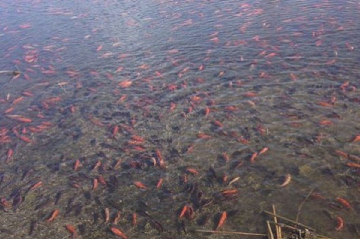 Thousands Of Goldfish Are Taking Over A Lake In Colorado