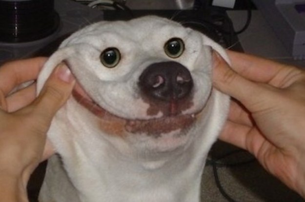 24 images qui vous feront forcément sourire