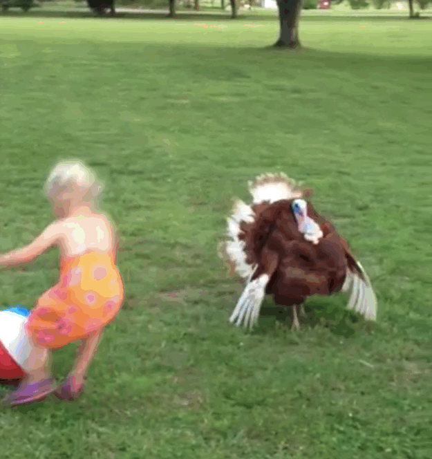 Watch This Stellar Turkey Win At Sports