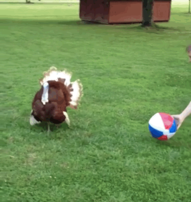 Watch This Stellar Turkey Win At Sports