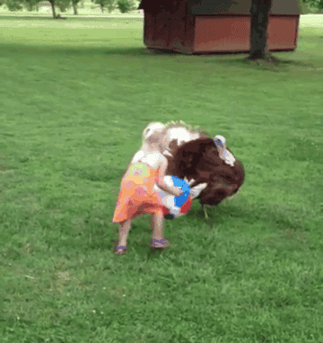 Watch This Stellar Turkey Win At Sports