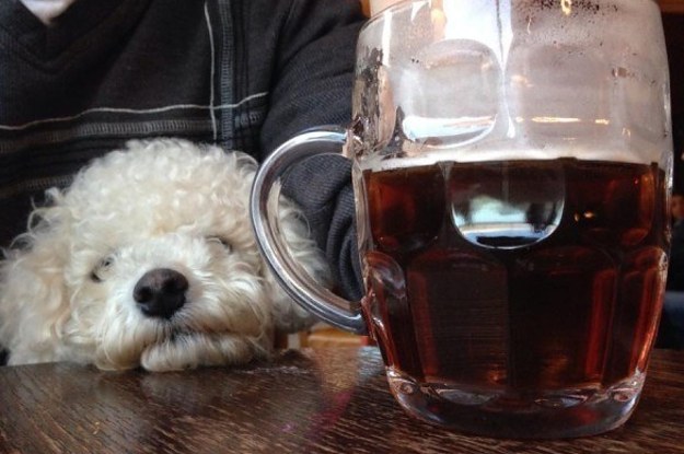 22 Adorable Pictures Of Dogs In Their Favourite Pubs