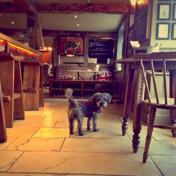 22 Adorable Pictures Of Dogs In Their Favourite Pubs