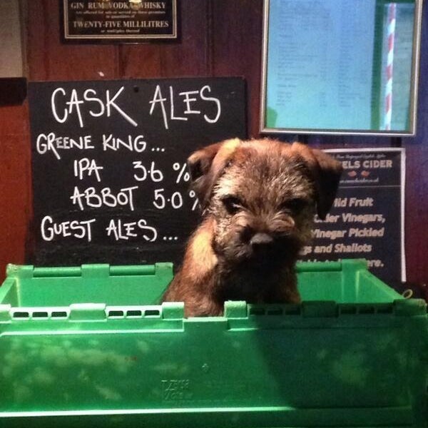 22 Adorable Pictures Of Dogs In Their Favourite Pubs