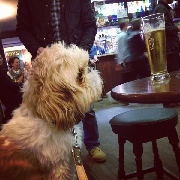 22 Adorable Pictures Of Dogs In Their Favourite Pubs