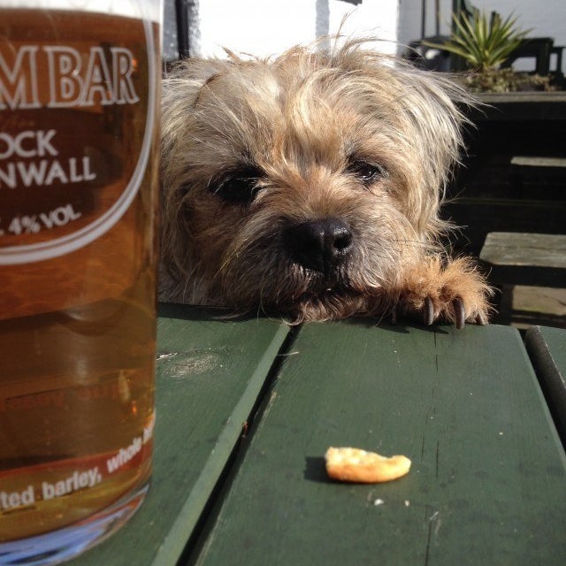 22 Adorable Pictures Of Dogs In Their Favourite Pubs