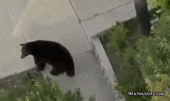 21 GIFs Of People Walking Into Things We'll Never Get Tired Of
