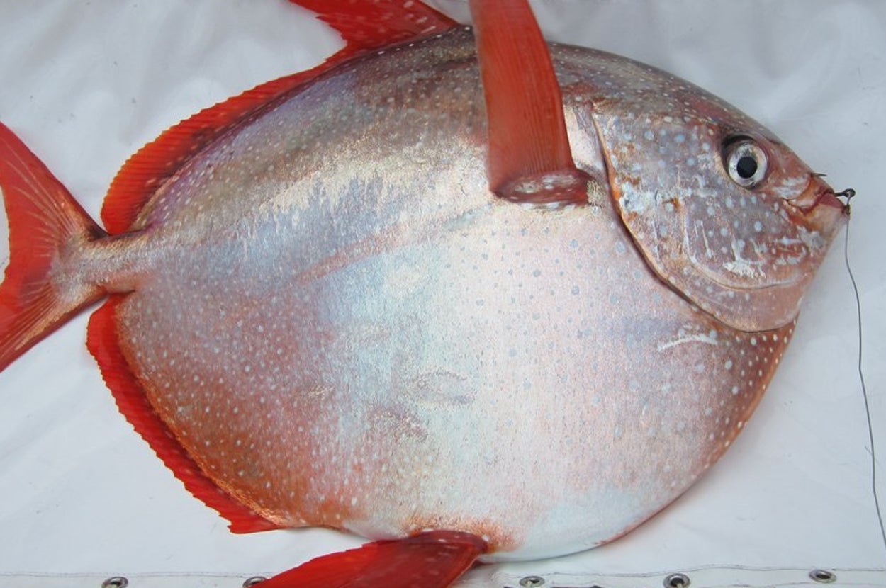 cold blooded animals fish