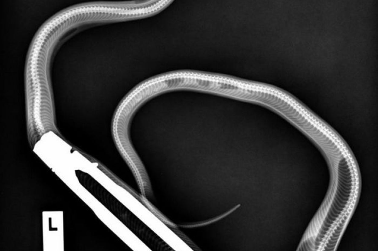This Snake Ate A Pair Of Tongs And The X-Rays Prove It's Not A Joke