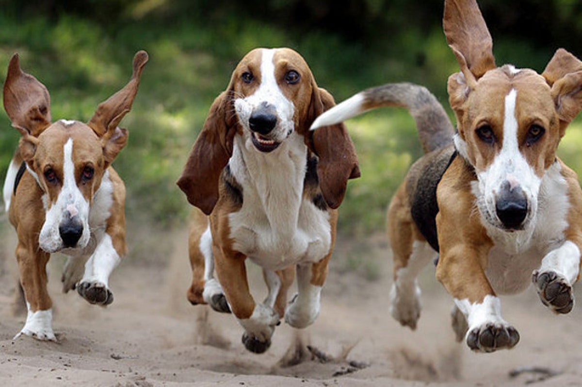 Basset Hound Running Gif