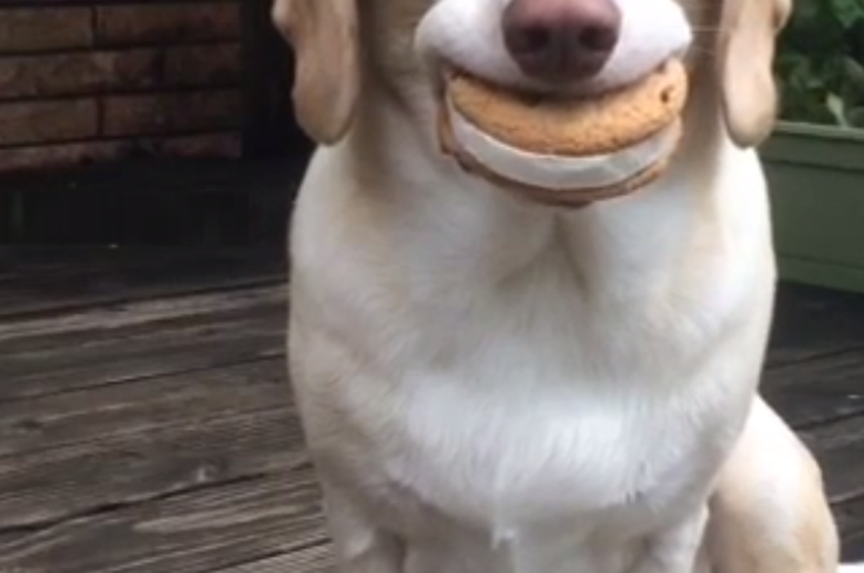 21 Animals Who Were Born With Swag