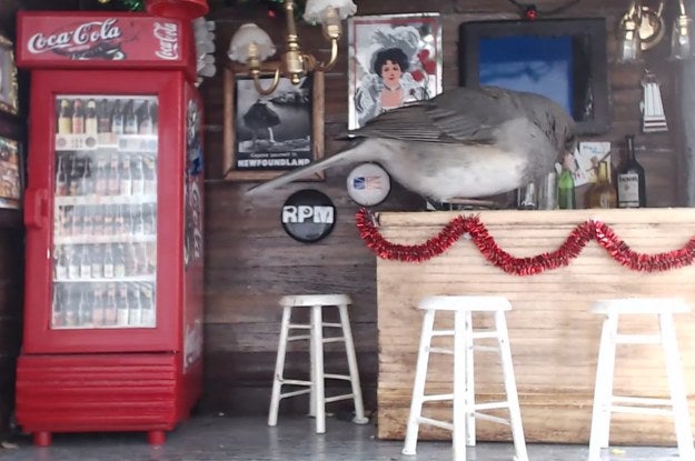 A Newfoundland Guy Made A Tiny, Twee Pub For Birds Because Newfoundland