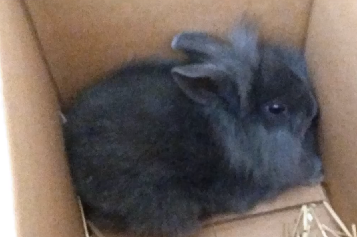 A Nine-Week-Old Bunny Rabbit Was Killed Live On Danish Radio
